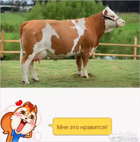 Продается корова