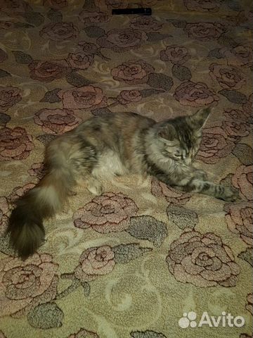 Девочка мейнкун 5 месяцев