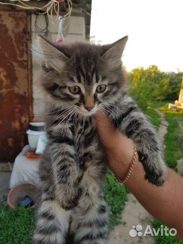 Котик в частный дом