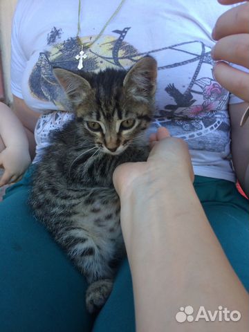 Котёнок Киса девочка