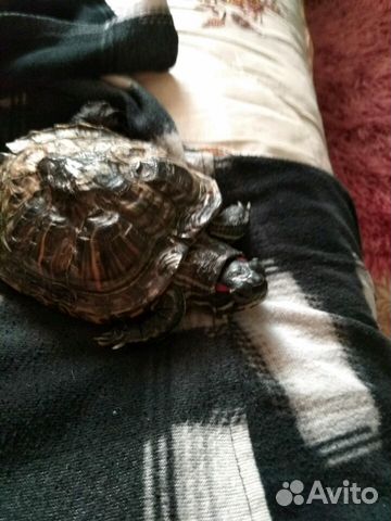 Черепашка красноушка