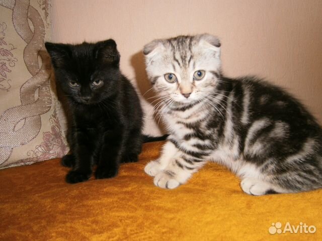 Шотландские чудо котятки