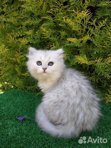 Длинношерстный кот британский