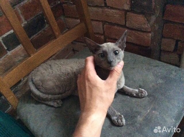Корниш-рекс