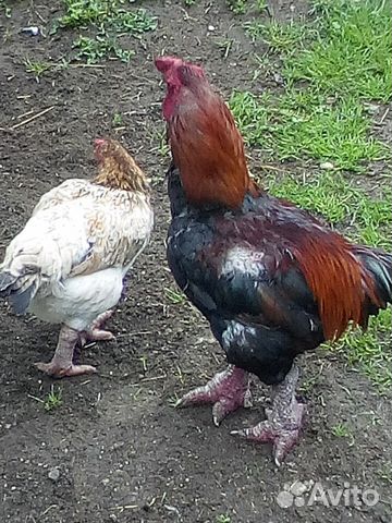 Цыплята помесь Донг Тао