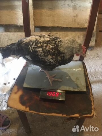 Петухи оптом