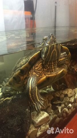 Красноухая черепаха