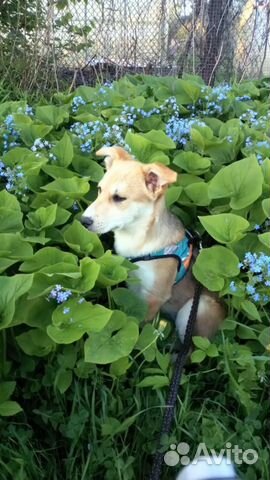 Малышка Айка очень ждет своего хозяина