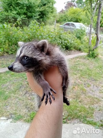 Малыши енота