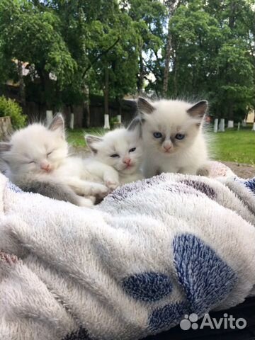 Чудо детки рэдголл