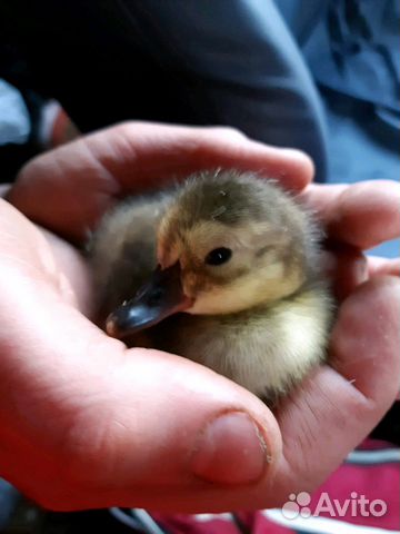 Утята Кряквы. Домашние. Можно для подсадной