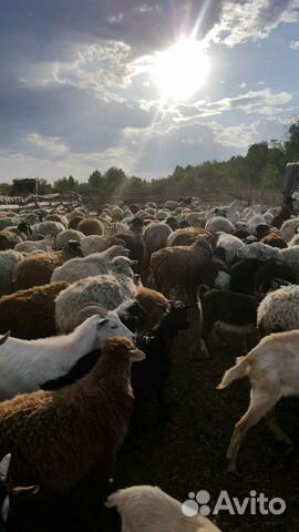 Продам оптом коз и овец