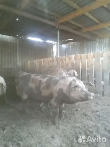 Хряк на племя