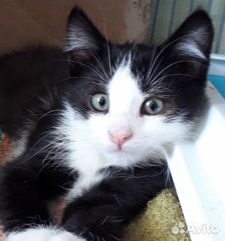 Мальчик Боня в поисках дома