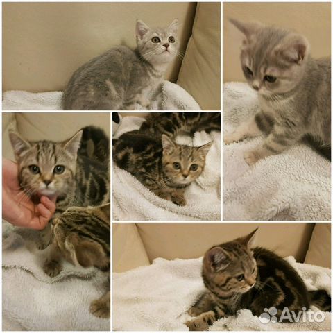 Британские пушистики