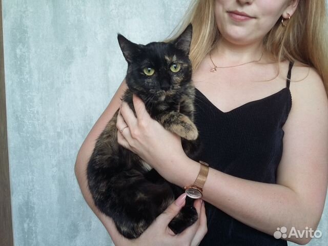 Молодая кошечка Триша в хорошие руки