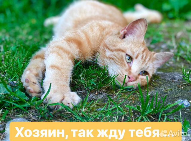 Добрейший мальчик Марсик ищет дом,возраст 8 месяце