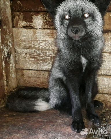 Лисы чернобурые на племя