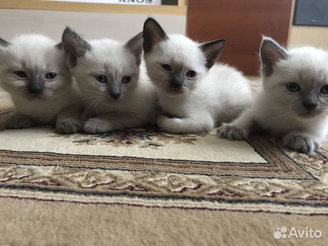 Сиамские котята