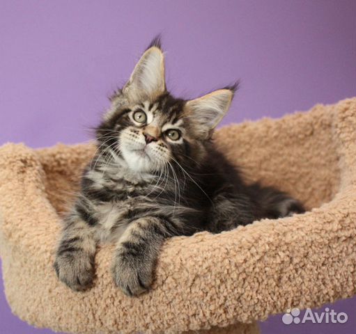 Котик Сандро черный мрамор