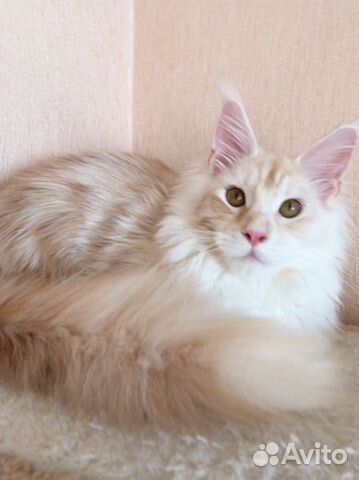 Блондин с янтарными глазами