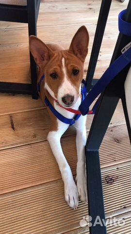 Щенок бесенджи