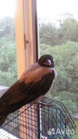 Отдам в добрые руки