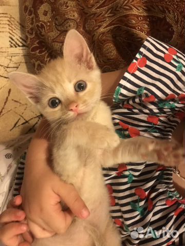 Кремовый мальчик-котёнок в добрые руки