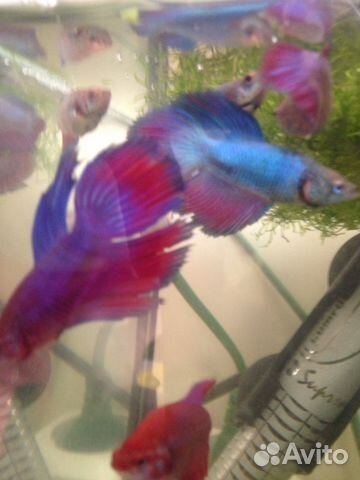 Подросшие петушки и курочки