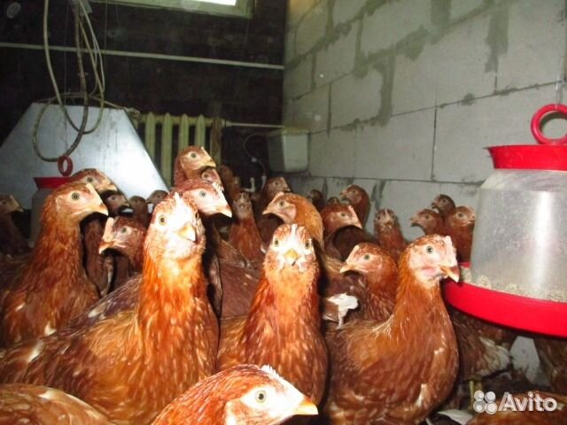 Куры годовалы