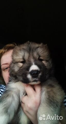 Продаются щенки кавказята