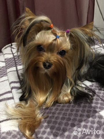 Кому настоящую мини девочку