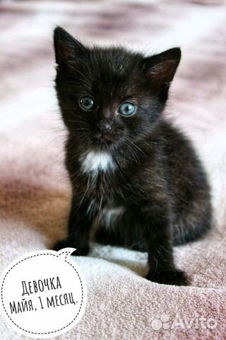 Майя, котенок 1 месяц. Девочка