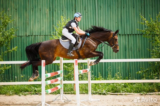 Опытная турнирная лошадь