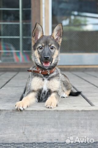 Щенок от небольшой собачки в добрые руки