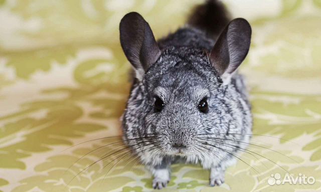 Шиншилла 3 месяца