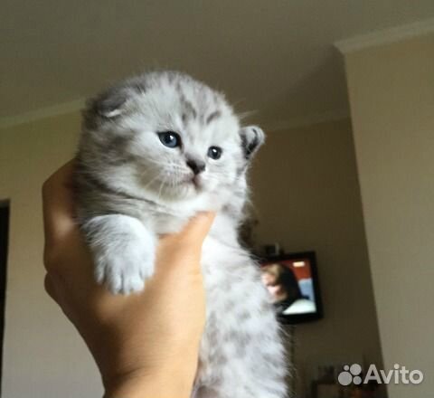 Вислоухие котята
