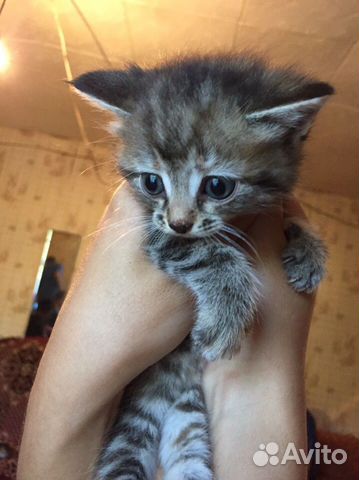 Котята ищут дом