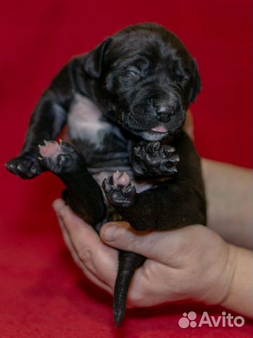 Чёрные щенки