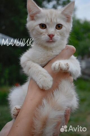 Котятки в добрые руки