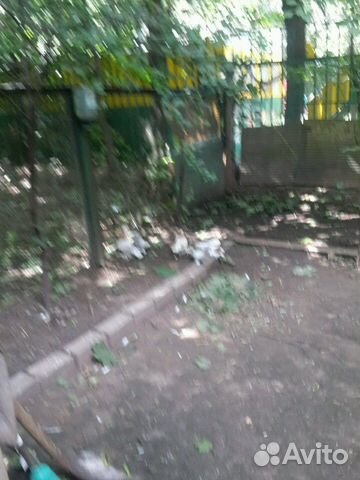 Голуби агараны три самца