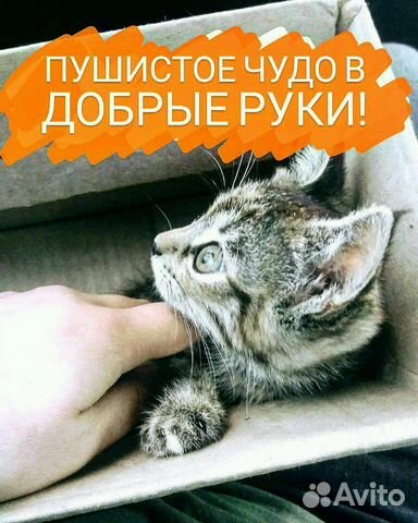 Котенок в добрые руки