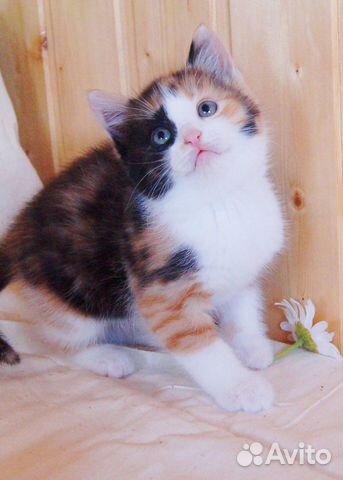 Супер карапузы ищут лучший дом