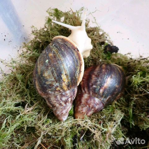 Архатина пурпуреа