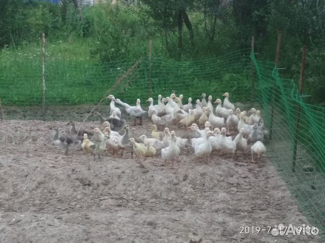 Гуси