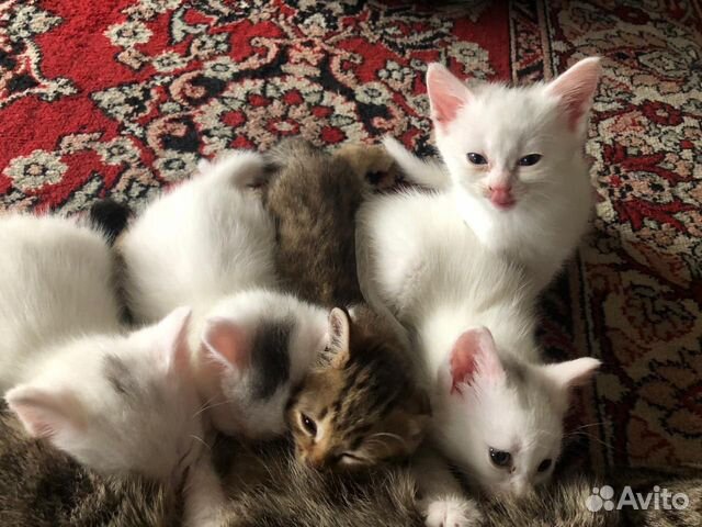 Милые котятки в хорошую семью
