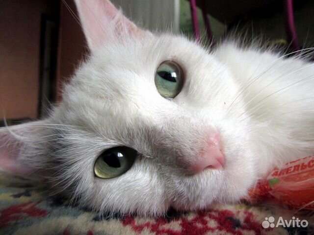 Марсель (в добрые руки)