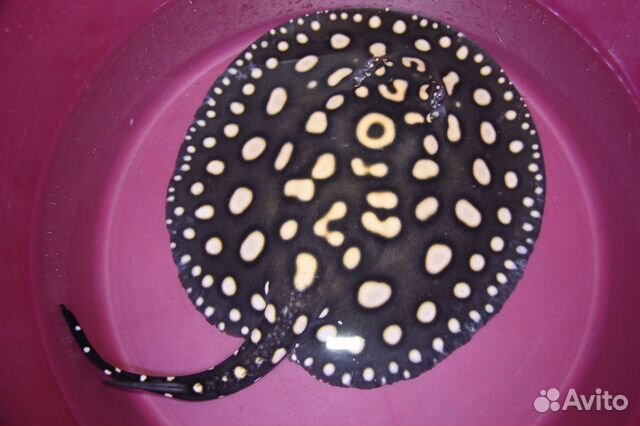 Скаты Leopoldi Black Diamond