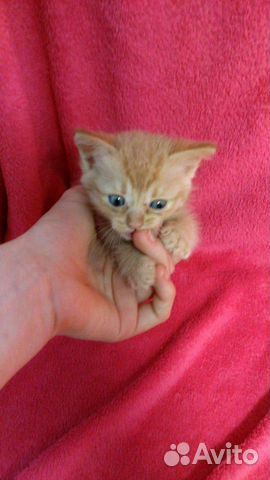 Солнечные комочки счастья