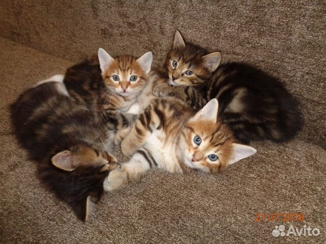 Котятки породы Курильский бобтейл